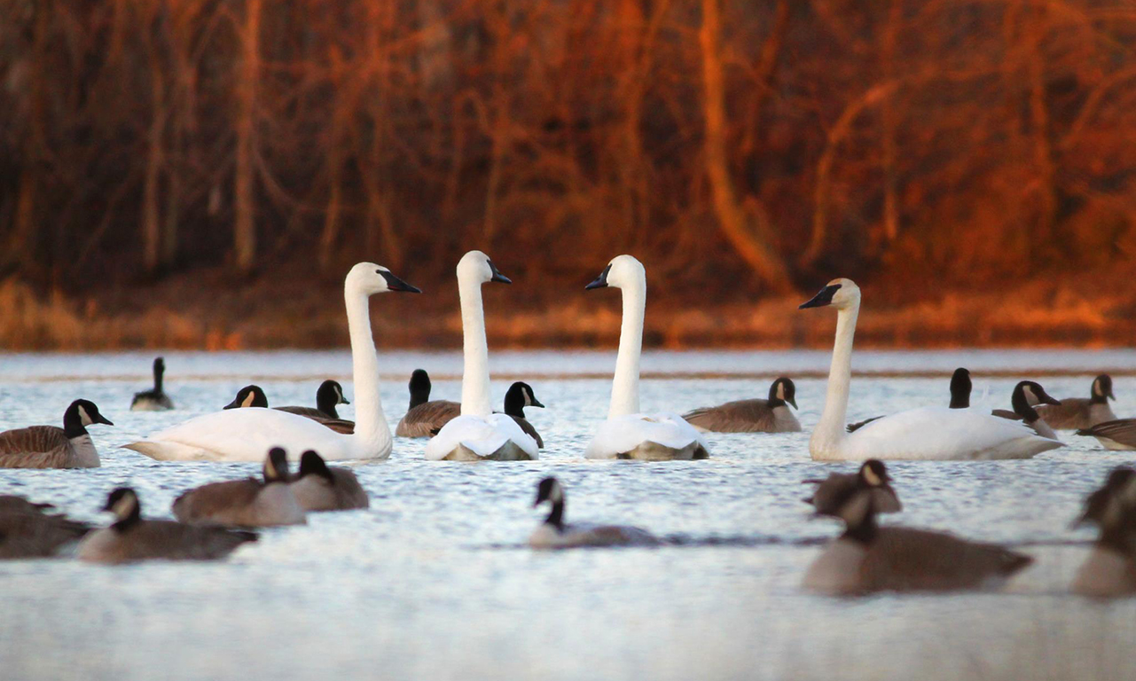 4 swans · Cedar Ridge Church